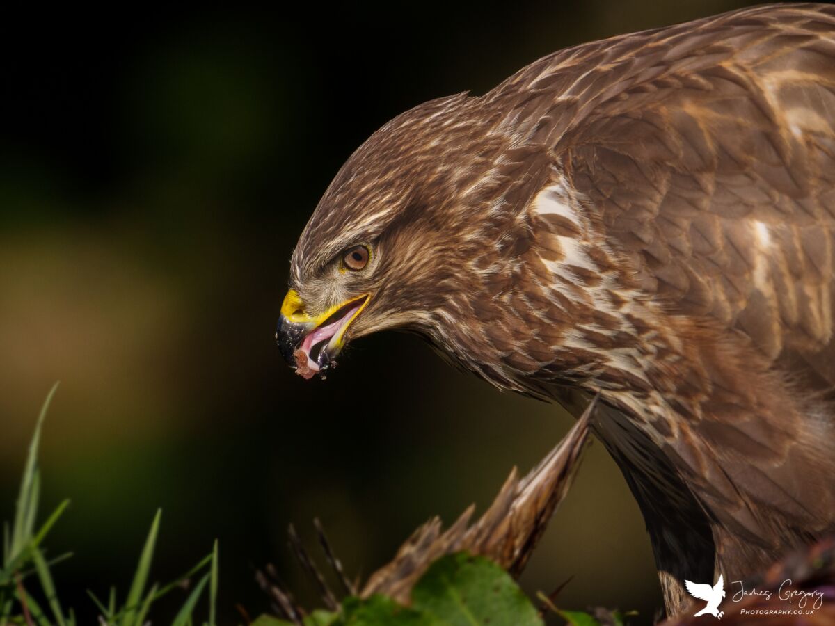 BUZZARD - James Gregory Photography