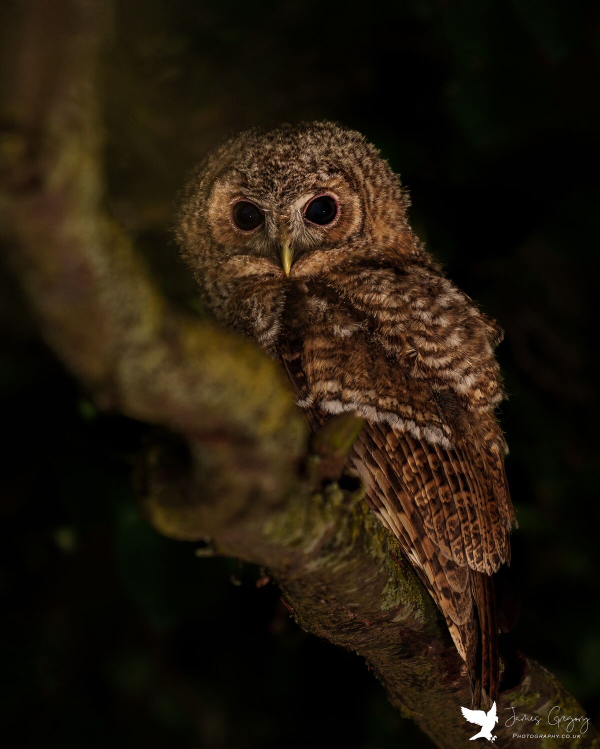 TAWNY OWL - James Gregory Photography