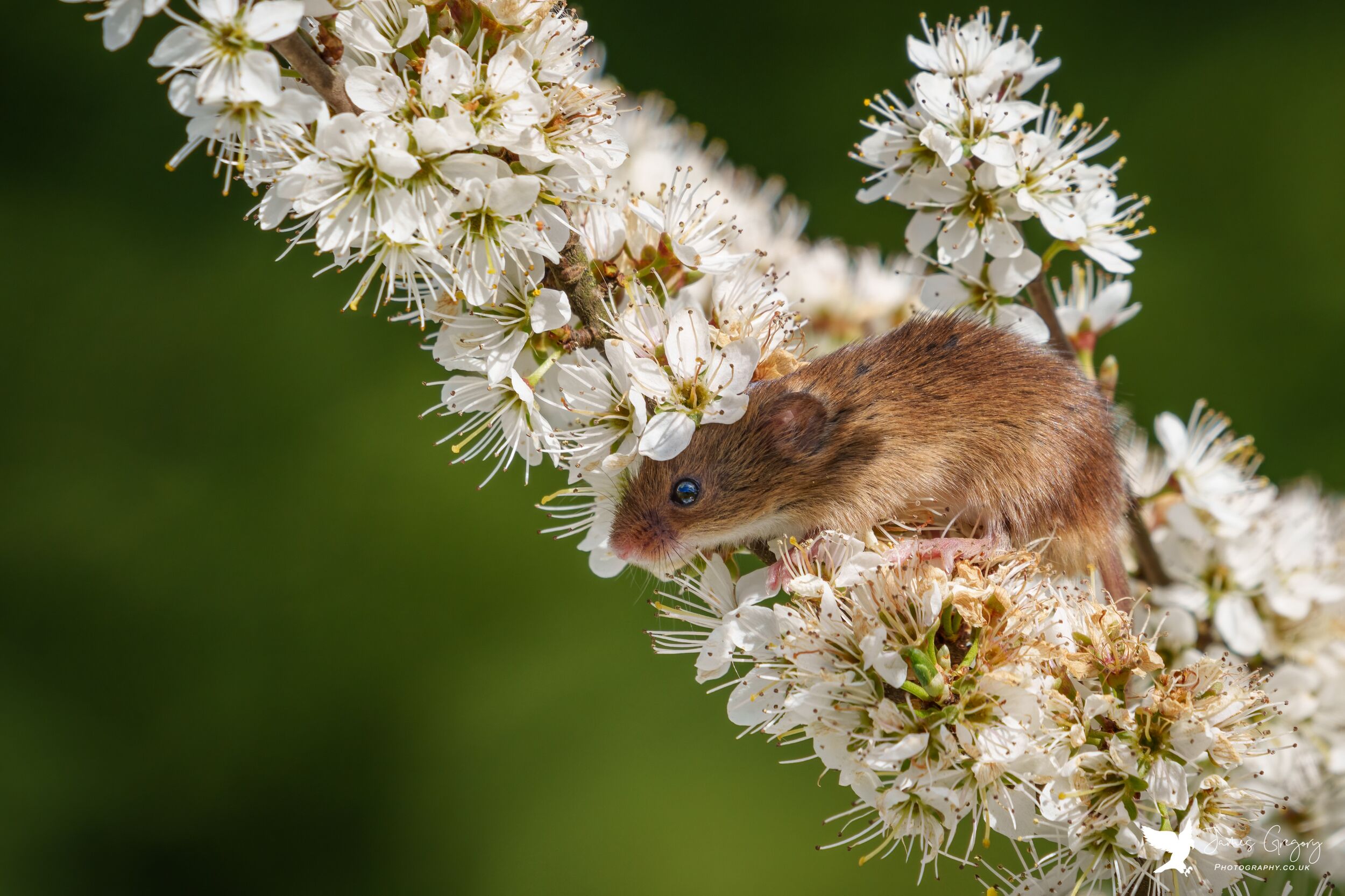 HARVEST MOUSE - James Gregory Photography