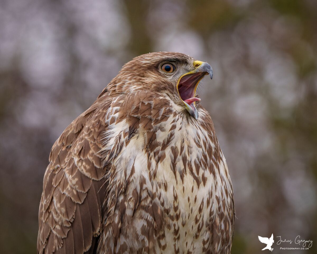 BUZZARD - James Gregory Photography