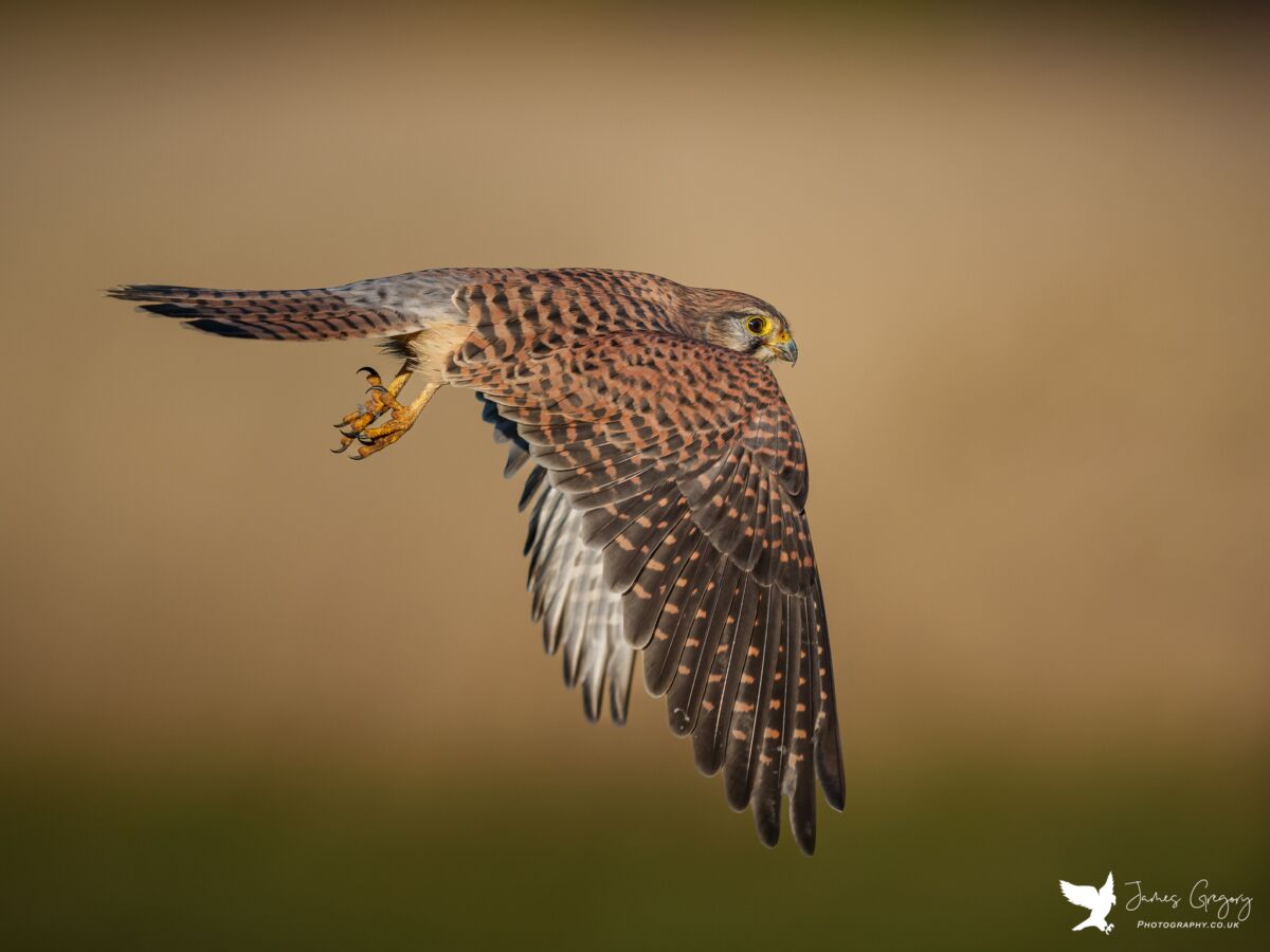 KESTREL - James Gregory Photography