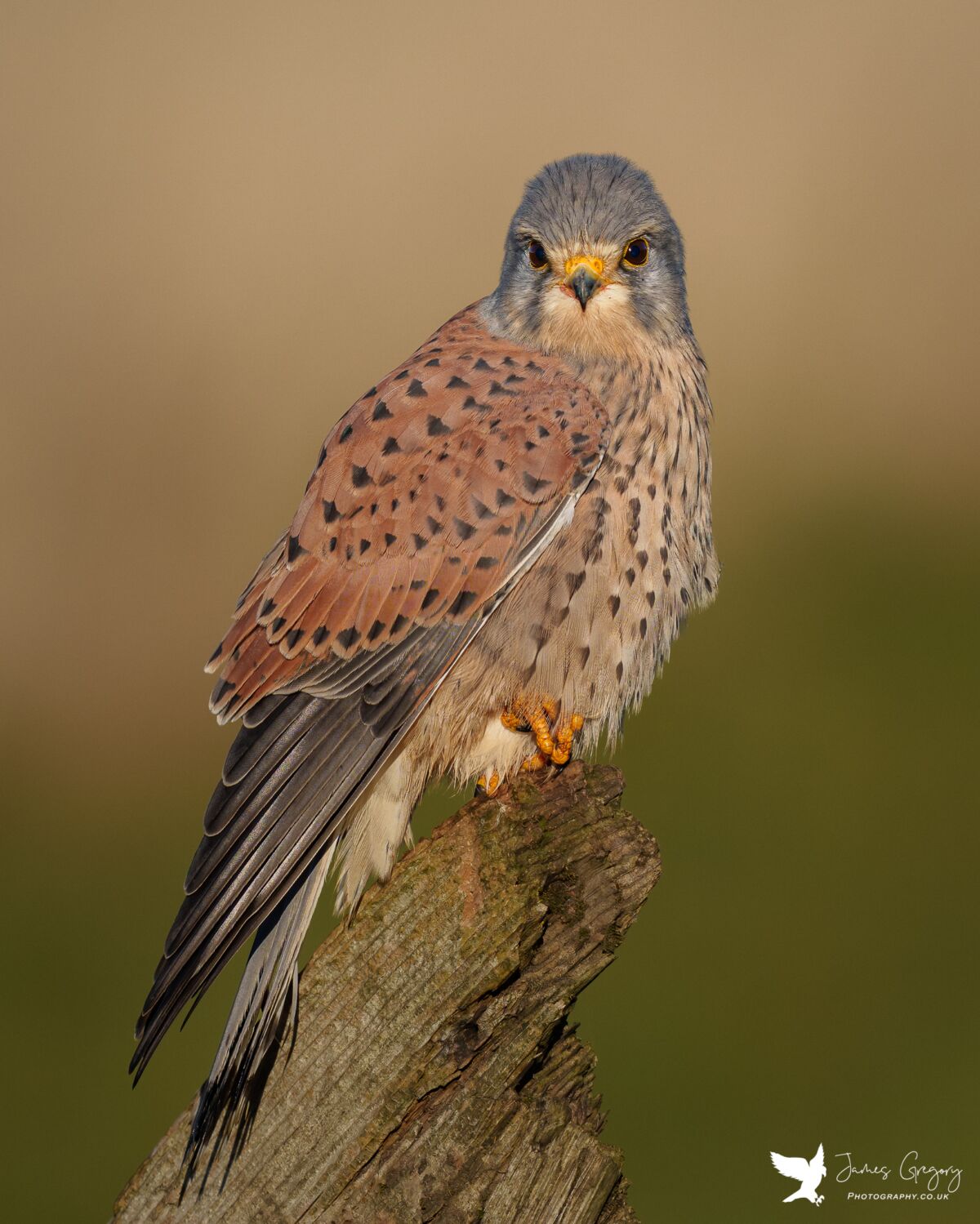 KESTREL - James Gregory Photography