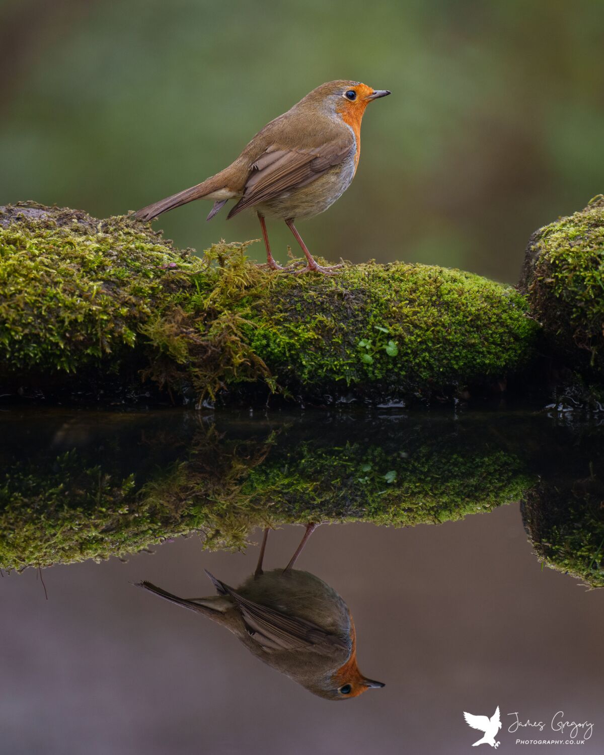 COMMON BIRDS - James Gregory Photography
